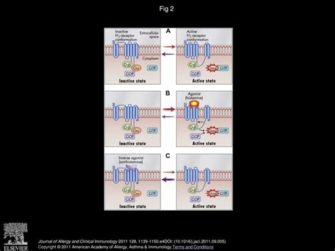 Histamine And H1 Antihistamines Celebrating A Century Of Progress