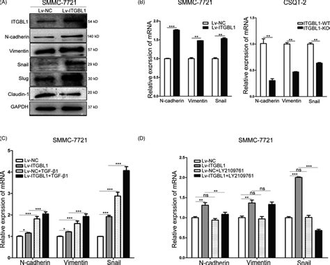 Itgbl1 Promotes The Epithelial‐mesenchymal Transition In Hcc Cells A