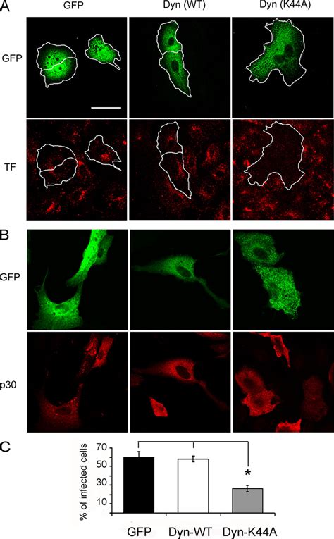 inhibition of asfv infection by transient expression of dynamin