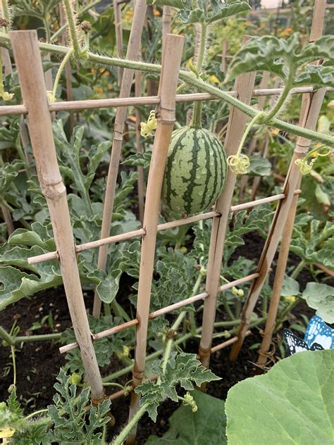 Easy Watermelon Trellis