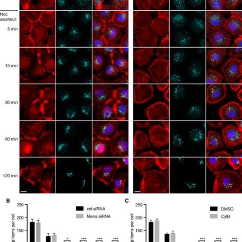 Model Of Menagrasp65 Interaction In Golgi Ribbon Linking Golgi