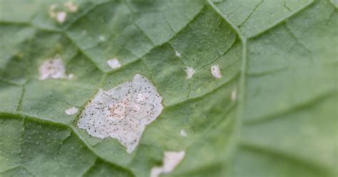 Norma Repol Posted On Linkedin