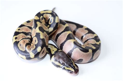 2012 Royal Python Hatchling Pics Post Here Page 2 Reptile Forums