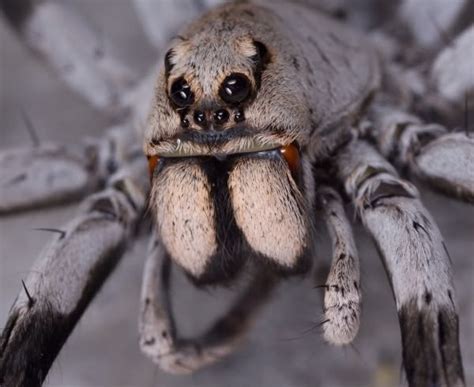 Spider Anatomy Chelicerae Fangs And Pedipalps Explained Spider