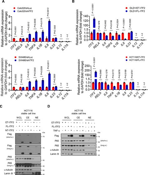 Itf2 Binds To P65 And Interrupts P65 Translocation Into The Nucleus