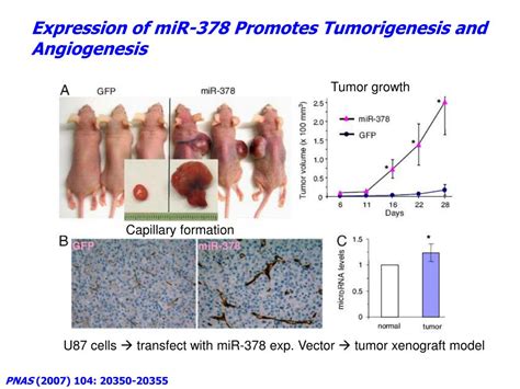 Ppt Micrornas Small Non Coding Rnas With Big Impact In Biology