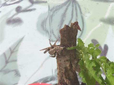 Can Someone Identify The Species Sex And Age Rjumpingspiders