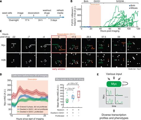 Cell To Cell Variability In Myc Dynamics Drives Transcriptional