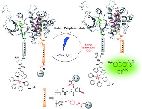 Schematic Representation Of Kinase Templated Reaction Using A Download Scientific Diagram