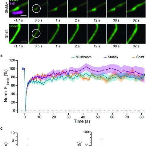 Representative Results And Analysis Process A Exemplary Images From Download Scientific