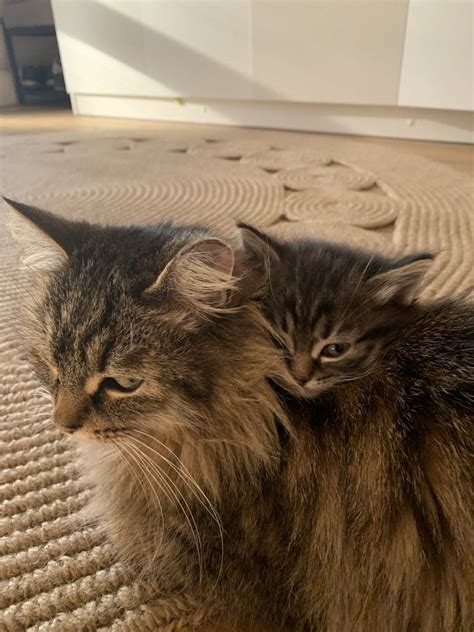 Catкотик Милые котики Очаровательные котята Милые детеныши животных