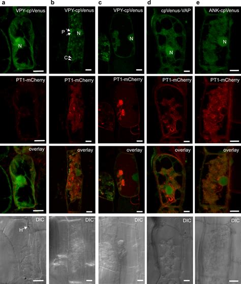 Subcellular Localization Of Full Length Vpy Vapmsp And Ankyrin