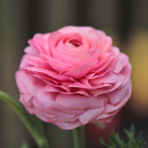 Tecolote Ranunculus Tropical Sunset Mix Bulbs For Sale Online Easy To