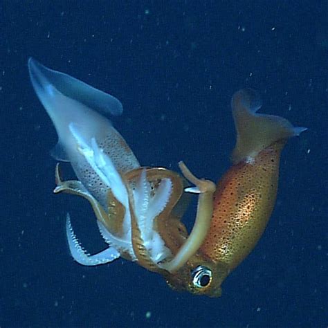 What Do Squids Do To Protect Self