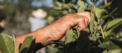 What Is Yerba Mate Planta Mate Nz