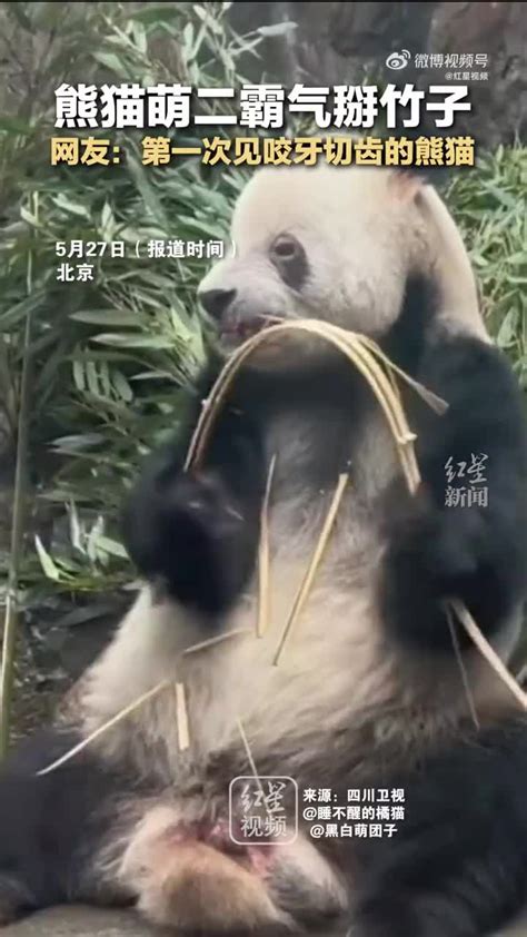你见过用脸掰竹子的熊猫吗手机新浪网