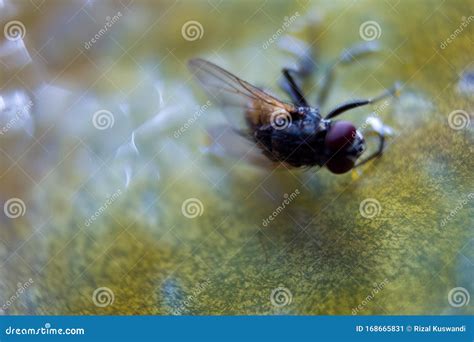 Diptera Is The Classification Order Of The Insecta Class Based On Wings