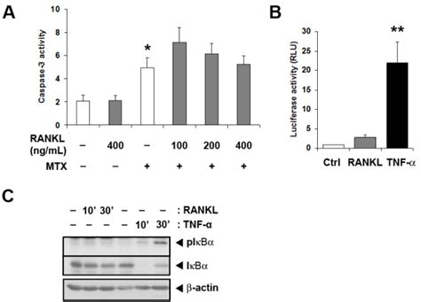 Rankl A Weak Nf κb Activator Does Not Protect Primary Bmdm From Download Scientific Diagram