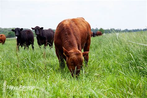 A Little Grazing Data Goes A Long Way Hay And Forage Magazine