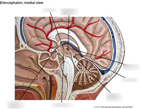 Diencephalon Medial View Diagram Quizlet