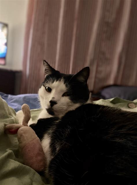 Can Anyone Help Gender Our Cat Vet Is Unsure R Cats