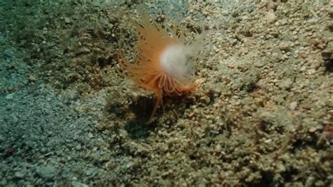 OceanTag 學習網 國立海洋生物博物館