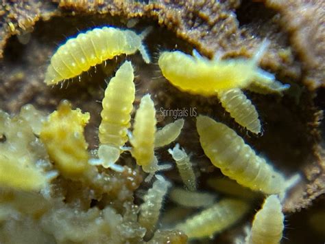 Recently I Isolated The Hobbies First Ever Springtail Morph From