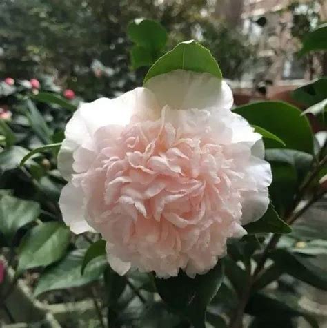 70款最美茶花花大色艳一点不比牡丹差