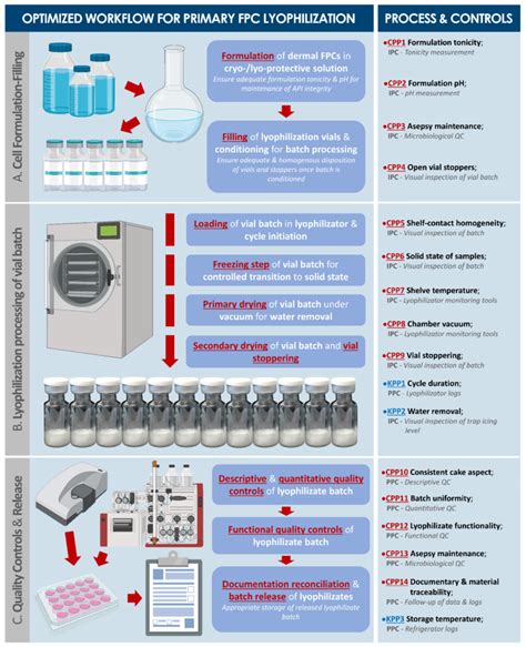 Optimized Schematic Workflow For Primary Dermal FPC Stabilization By Download Scientific