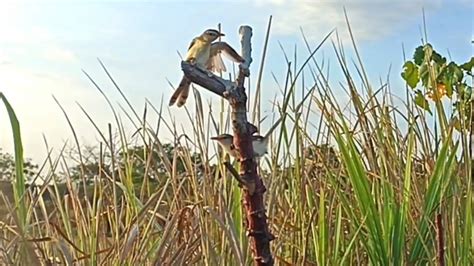 Trik Ampuh Pikat Burung Kecil YouTube