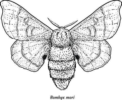 Royalty Free Silkworm Clip Art Vector Images And Illustrations Istock