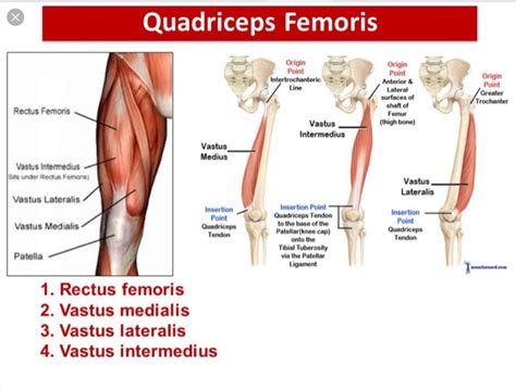 Rectus Femoris Origin And Insertion