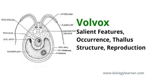 Volvox Life Cycle 3 Hundred Volvox Microscope Royalty Free Images
