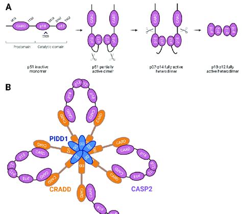 Caspase 2 Processing And Activation A Caspase 2 Is Synthesized As A