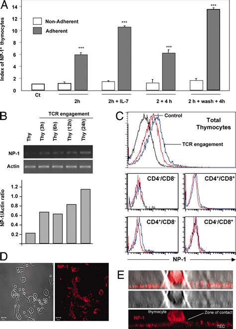 Control Of Human Thymocyte Migration By Neuropilin 1 Semaphorin 3A