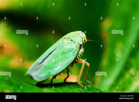 The Smallest Grasshopper Of The Suborder Caelifera In The Order