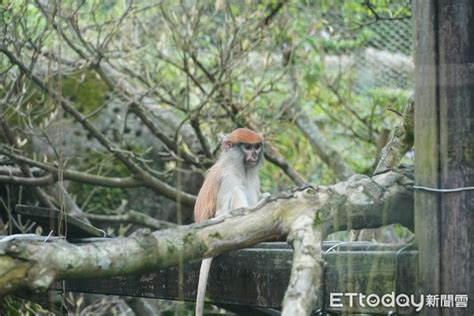 26hrs後再被目擊！紅猴男道脫逃認疏失 動物園設7誘捕籠盼尋回 Ettoday寵物雲 Ettoday新聞雲