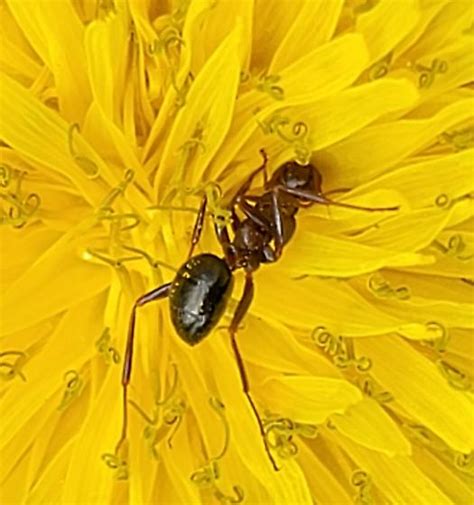 Formicidae BugGuide Net