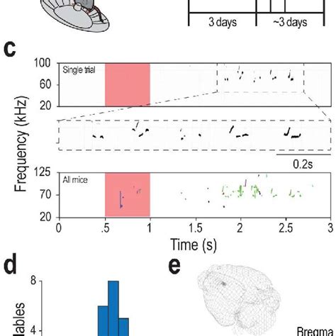 Microstimulation In A Specific Location In Anterior Cingulate Cortex Download Scientific