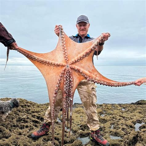 Biggest Octopus