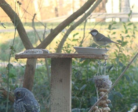 Bird Feeder How To Make A Bird Feeder Construction And Cooking On Cut Out Keep
