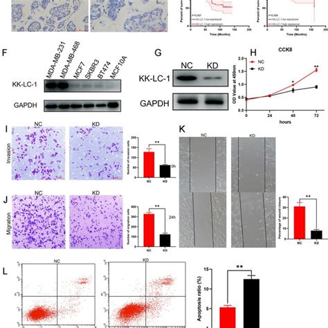 Z8 Can Inhibit The Malignant Biological Behaviors Of Triple Negative