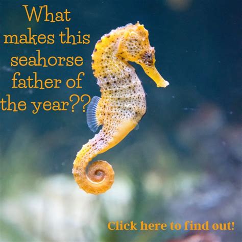 7 Wild Facts You May Not Know About Seahorses Ocean Conservancy