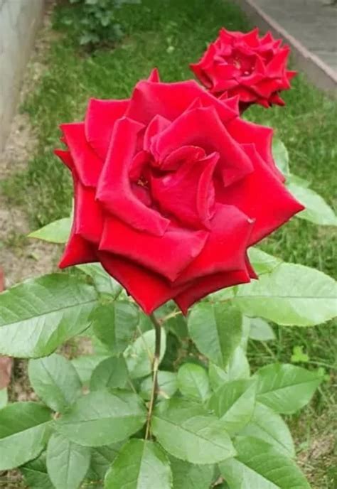 با غزل ها طی کن این ابیاتِ غربت نامه را عکس ویسگون