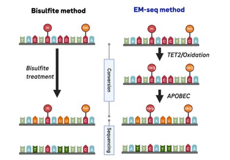Enzymatic Methyl Seq Wikipedia