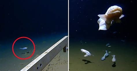 Fish Caught On Camera At A Depth Of 8336 Meters The Deepest Ever