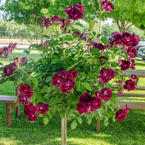 Burgundy Iceberg 24 Tree Rose Shop Roses Brecks