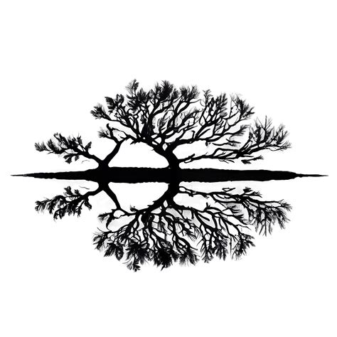 Download Black Tree Reflection Png Frc Wallpapers Com