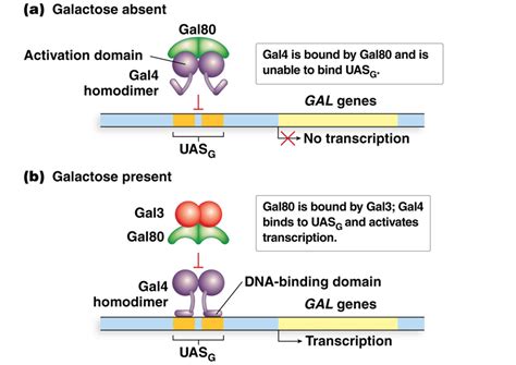 Solved This Is The Gal System In Yeast A The Gal4