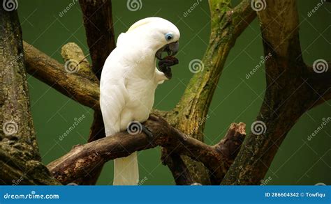 Parrot Cockatoo On The Tree Stock Footage Video Of Park Head 286604342